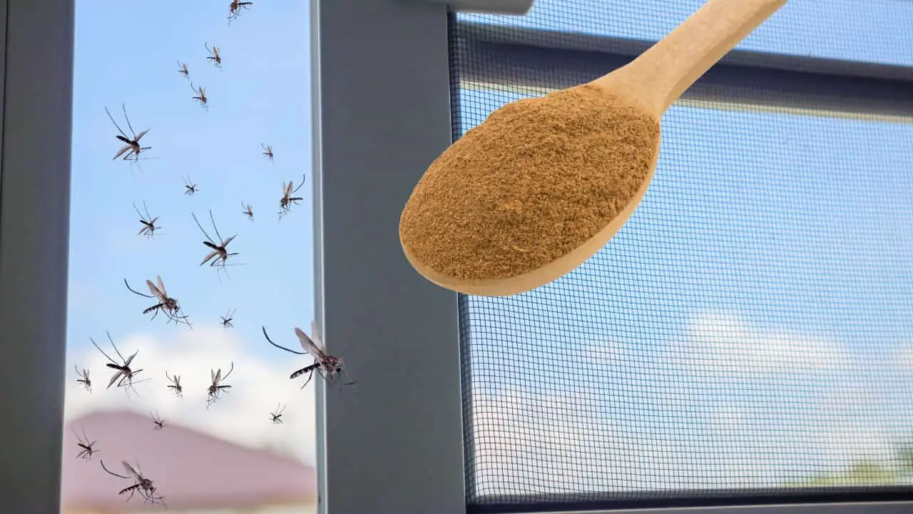 The most powerful insecticide against mosquitoes is in the kitchen: you ...