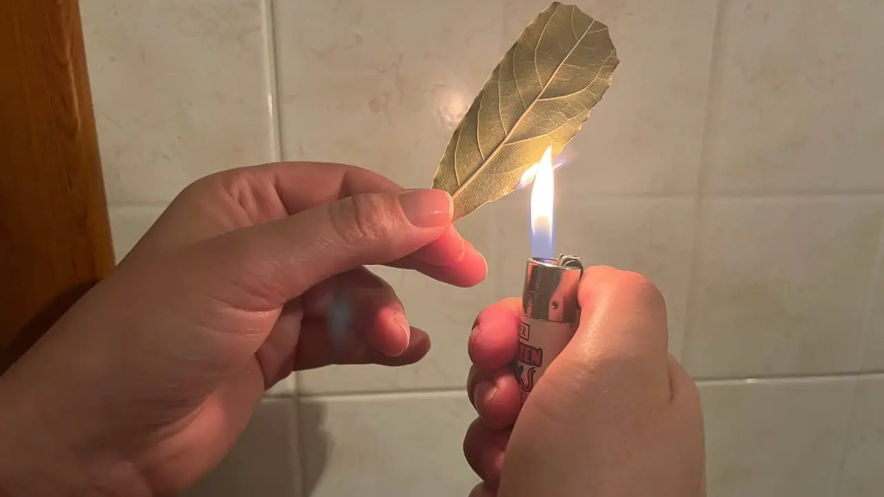 Burn 1 sage leaf at home, 5 minutes later you will notice the effects ...