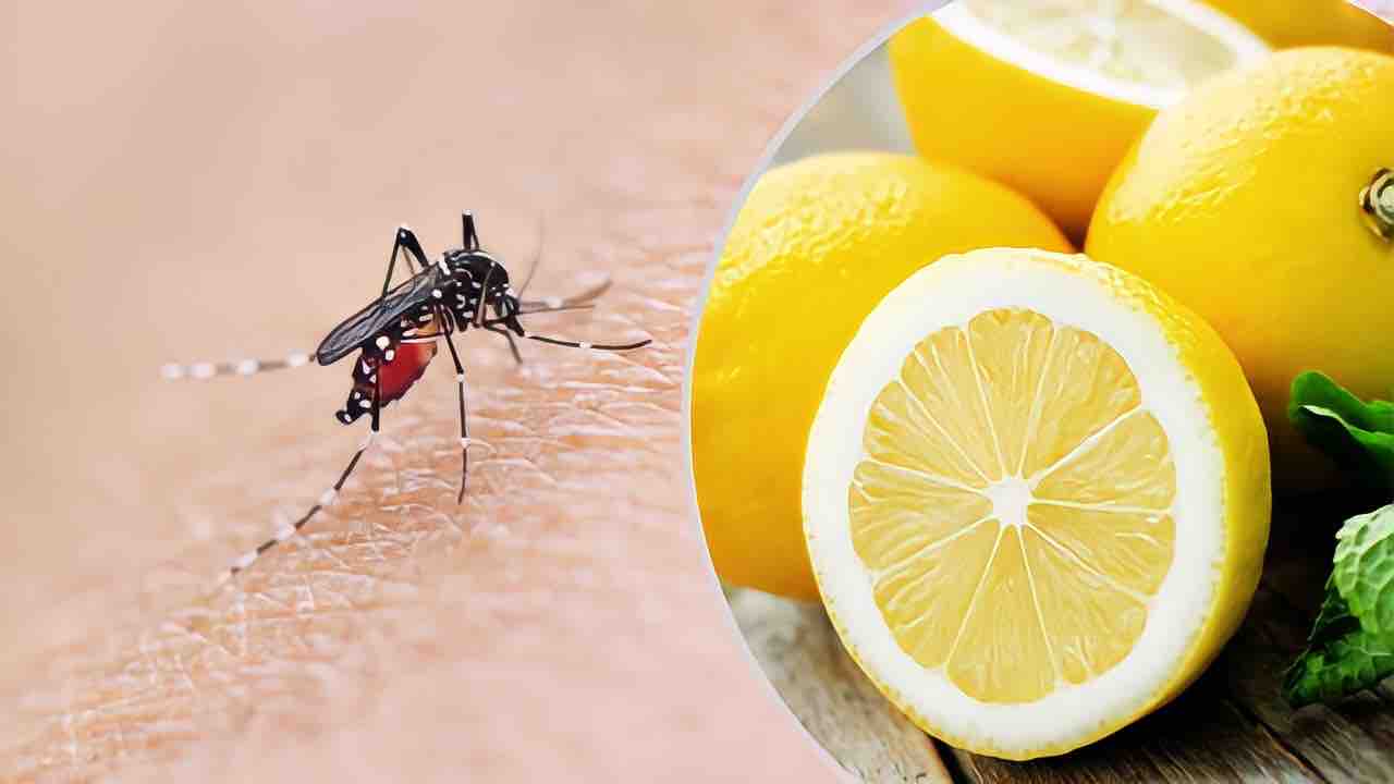 Mosquitoes, the lemon-based mixture that destroys them in 2 seconds ...