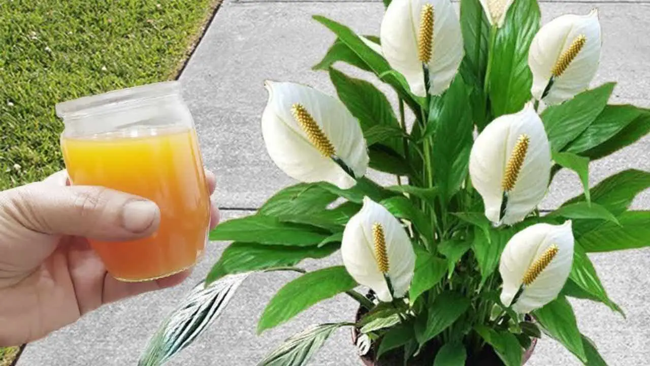 With this liquid the plants will remain alive and thriving for 2 years ...