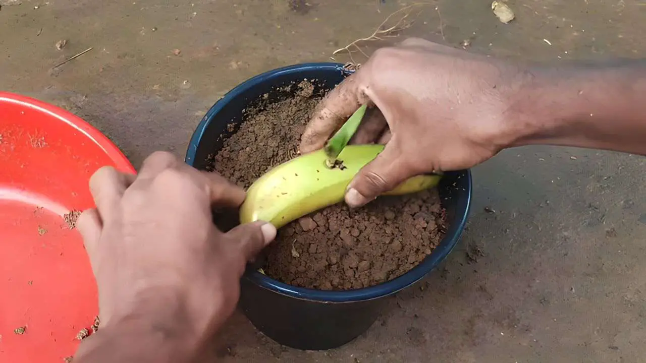Plant a banana in the ground: it's surprising what happens after 7 days ...