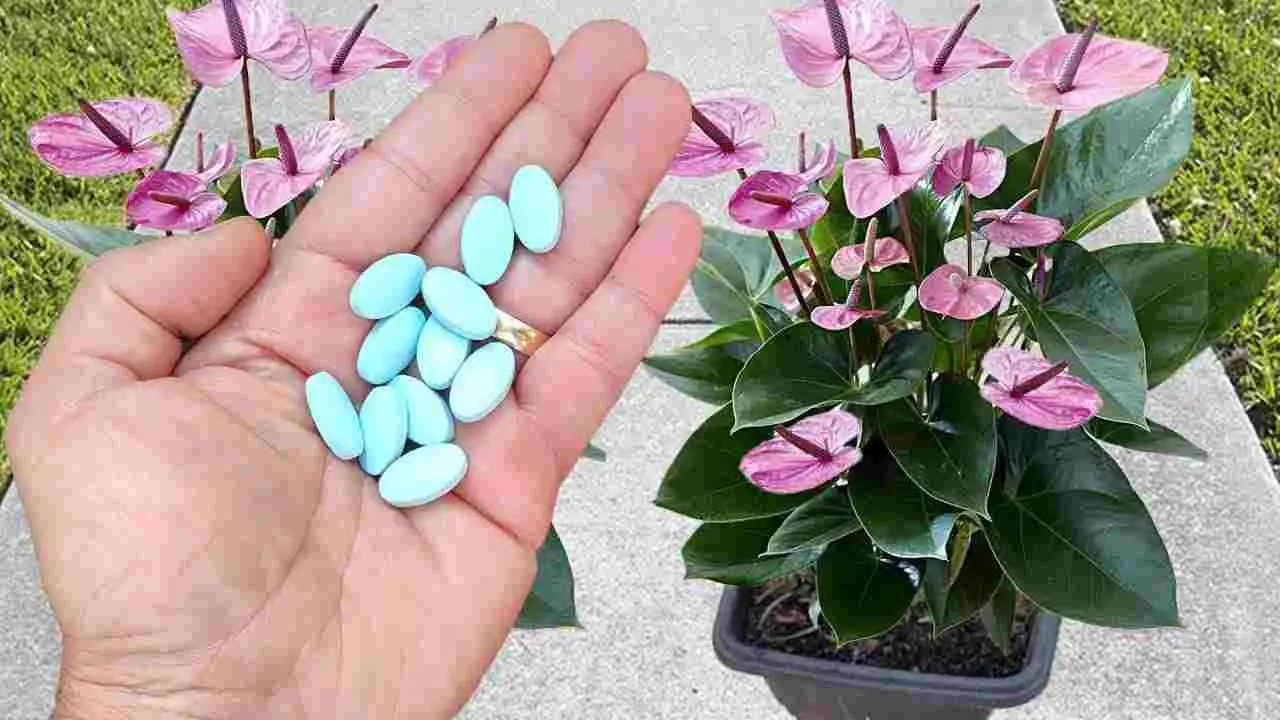 One pill on your plants and after 10 days you will immediately see the ...