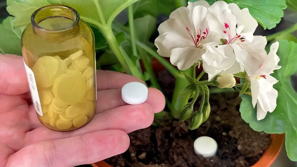 1 tablet is enough to make any house flower bloom: it will immediately ...
