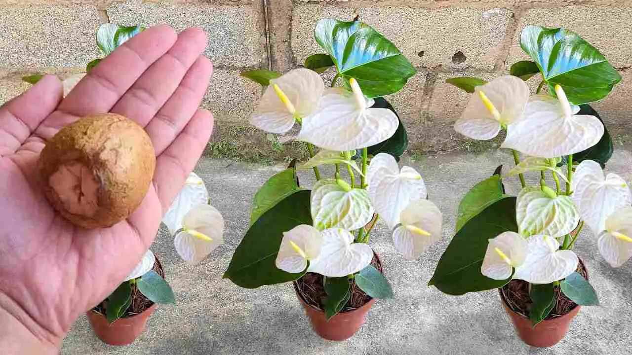 Don't throw it away again if you want to make the neighbors die of envy ...