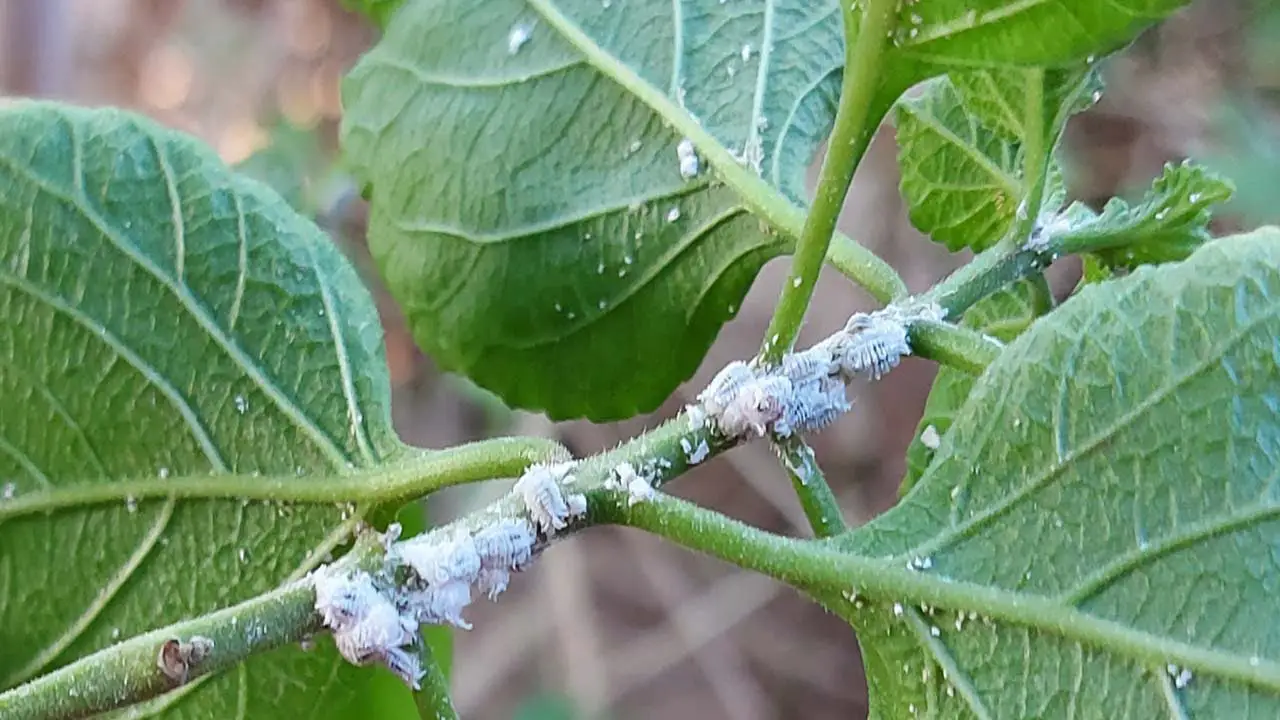 6 grandmother's remedies to eliminate mealybugs that are ravaging your ...