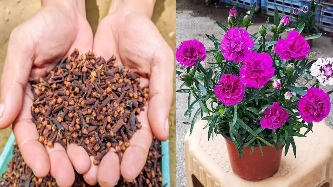 Fragrance Your Home Naturally: A Guide to Growing Cloves from Seeds ...