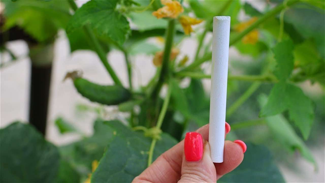 Add it to the cucumber once a month and in a week the entire yield ...