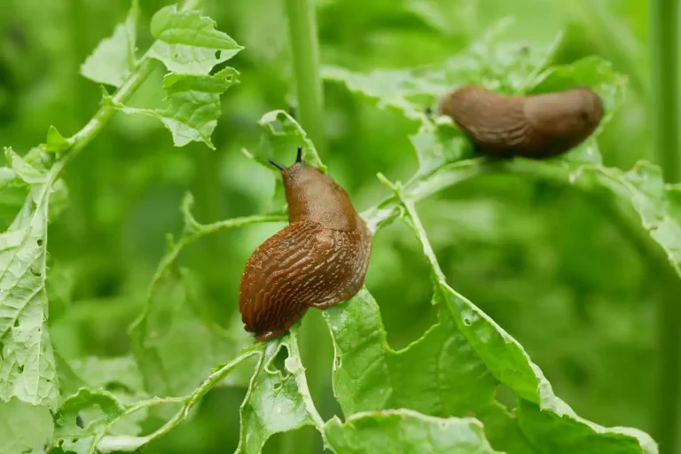 Top effective grandmother's remedies to fight slugs - Home Garden Tips