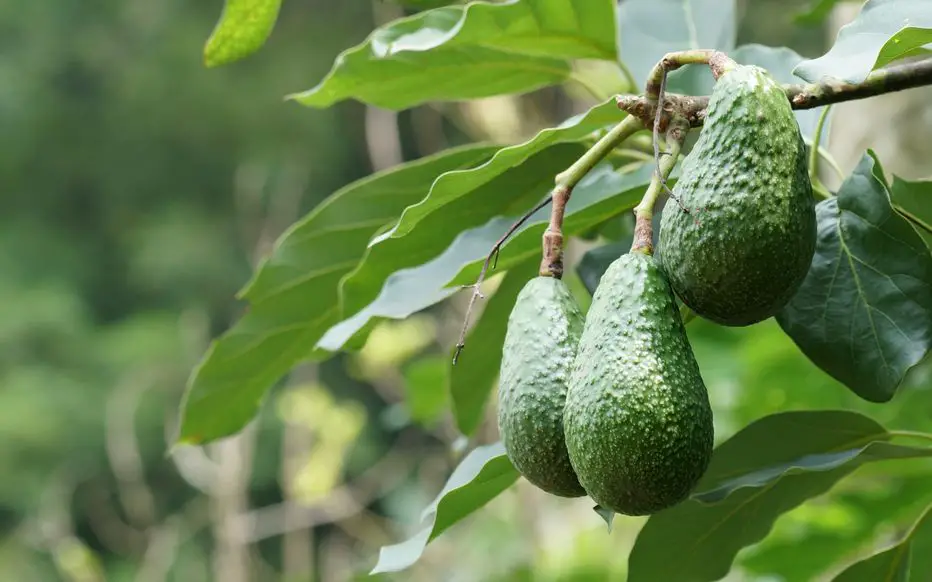 How to Grow an Avocado Anywhere in the World - Home Garden Tips