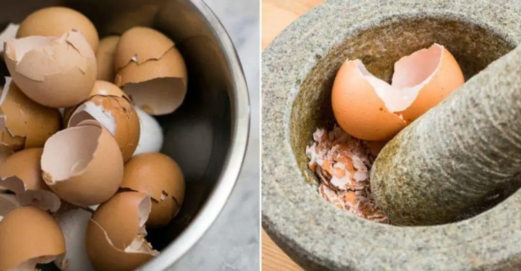 11 Ingenious Uses for Eggshells for the Home and Garden - Home Garden Tips