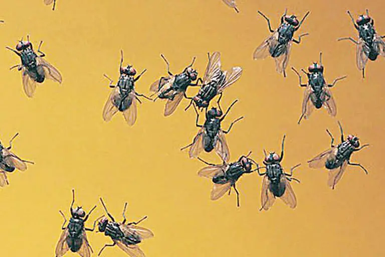Eliminate Flies During the Hot Season: A Foolproof Method Without Water ...