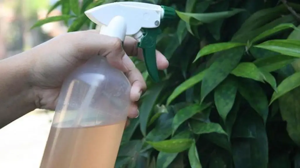 How to Make Turmeric Spray: The Ultimate Natural Insect Repellent ...