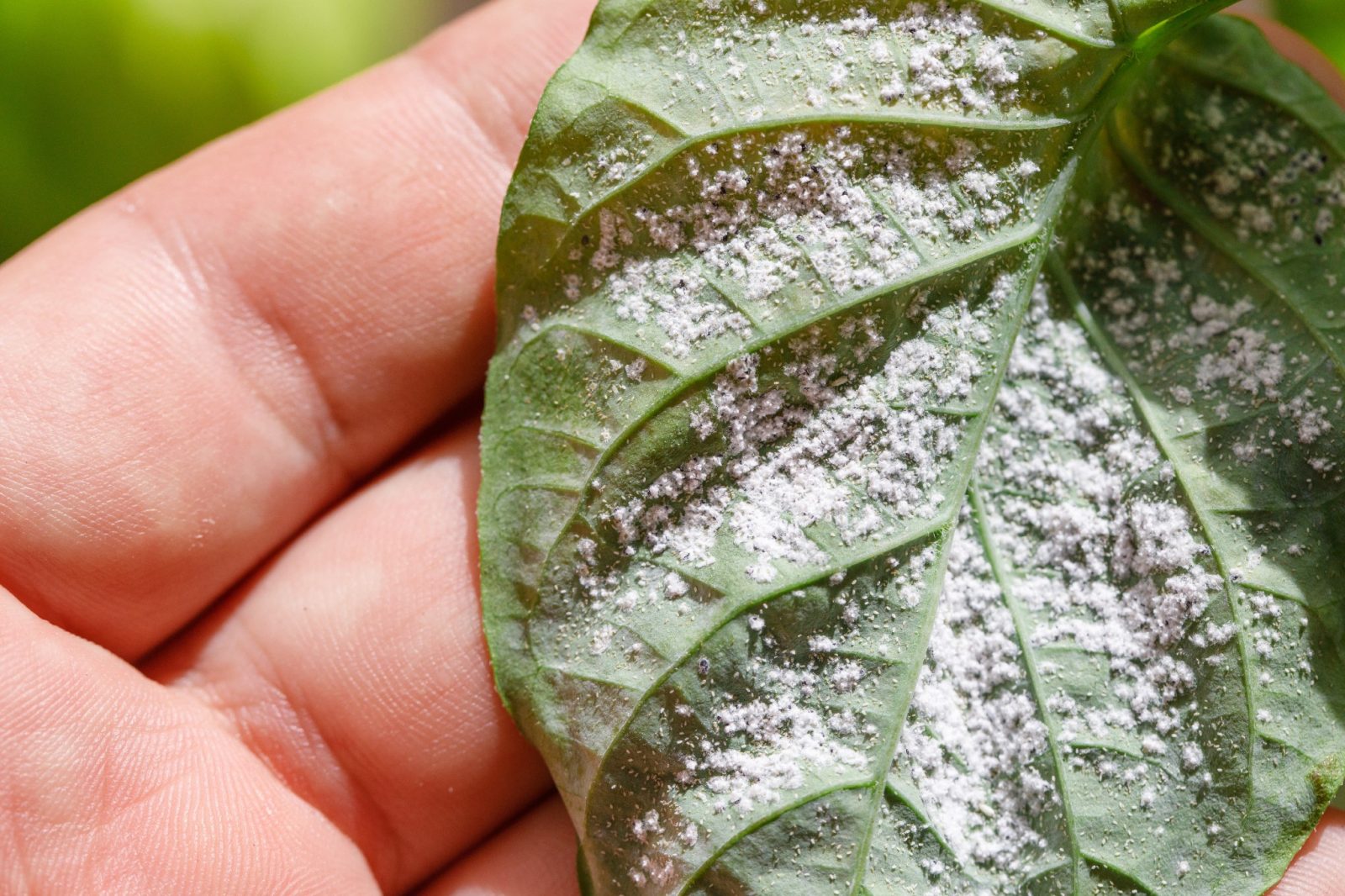 Aphids and scale insects disappear instantly with this natural ...