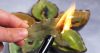 7 Surprising Benefits of Burning a Bay Leaf at Home Every Night - Home ...