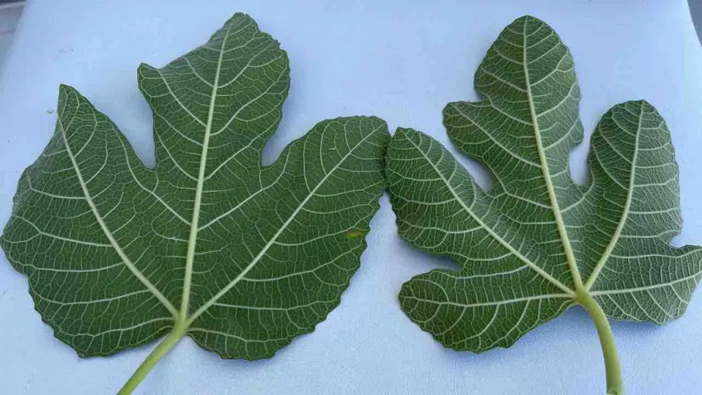 The Power of Fig Leaves: Several Benefits Hidden in These Leaves - Home ...