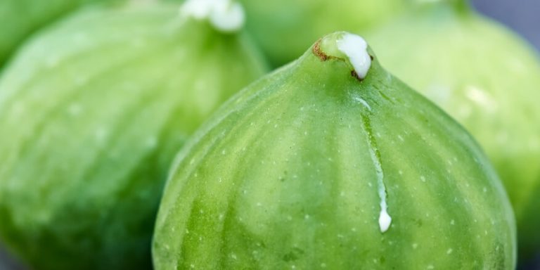 The Surprising Benefits of Fig Tree Sap - Home Garden Tips