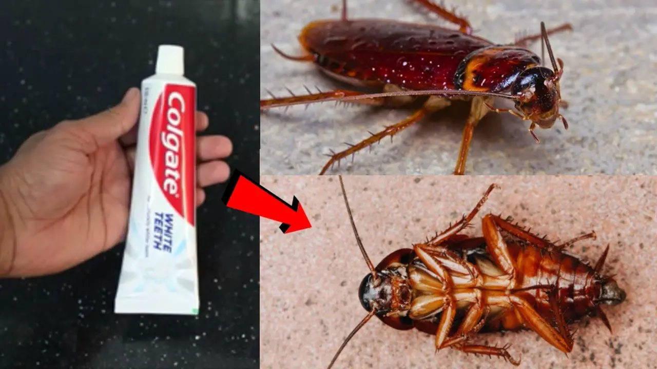 How to remove ants and mites at home forever with the toothpaste hack ...