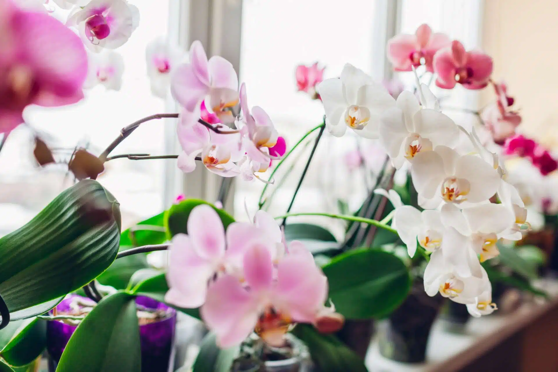 The secret to year-round blooming orchids finally revealed? Discover ...