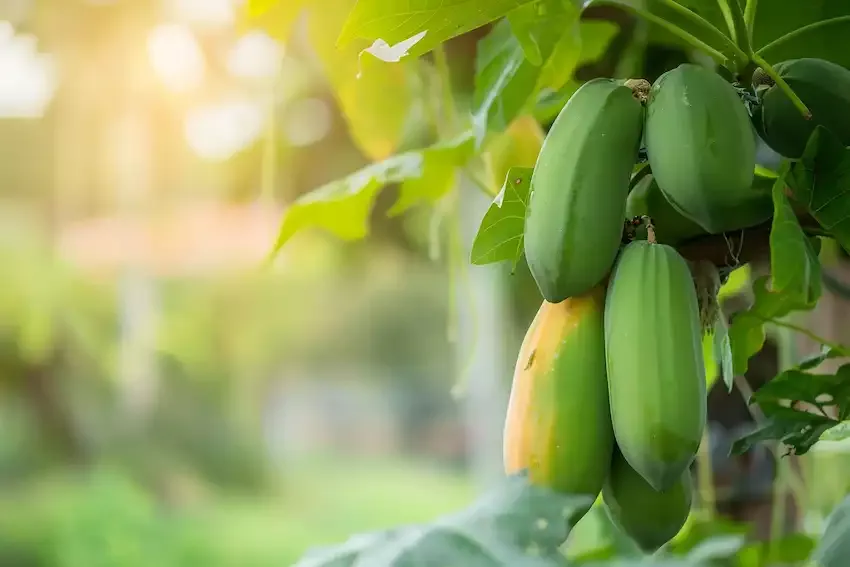 Papaya Sap: Nature’s Hidden Elixir - Home Garden Tips