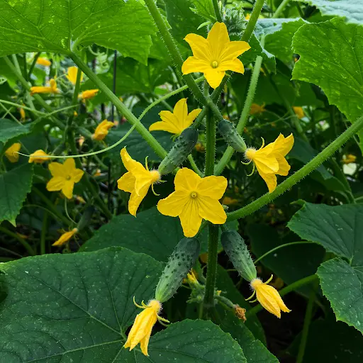 Why are there flowers on the cucumber and no fruits - solve this ...
