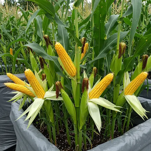 The secret of growing large and abundant corn in plastic containers ...