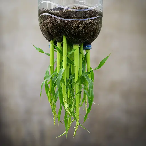 Extremely unique with growing corn hanging upside down in a plastic ...