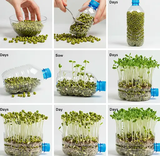 How to grow bean sprouts in Plastic bottles | Grow Bean Sprouts At Home ...