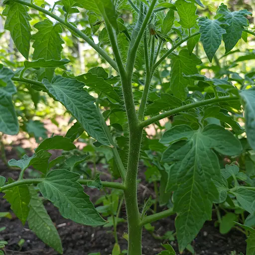 How to shape a tomato stalk to be strong and healthy - Home Garden Tips