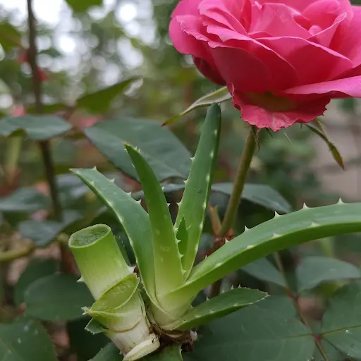 Surprised with how to propagate roses with aloe vera, very fast rooting ...