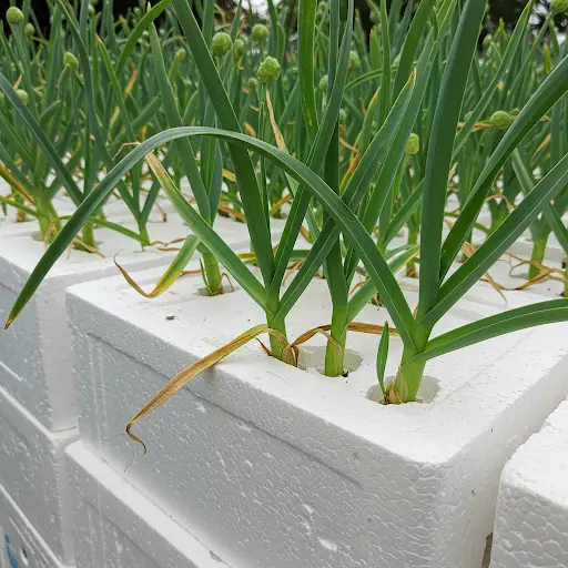 How to grow garlic in styrofoam boxes - Home Garden Tips