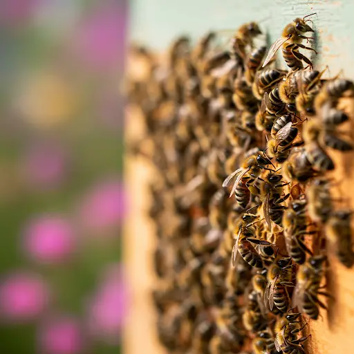 How to catch a swarm of bees the easy way - Home Garden Tips