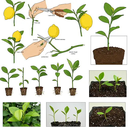 How to easily propagate a lemon? - Home Garden Tips