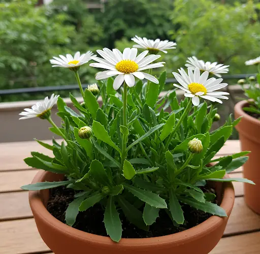 Growing vegetables on the terrace for a continuous harvest, Crown daisy ...