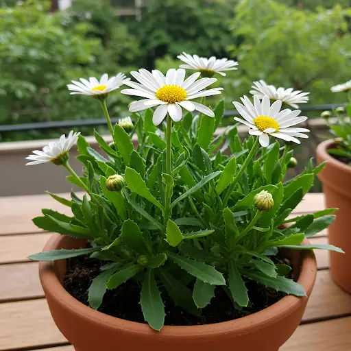 Growing vegetables on the terrace for a continuous harvest, Crown daisy ...