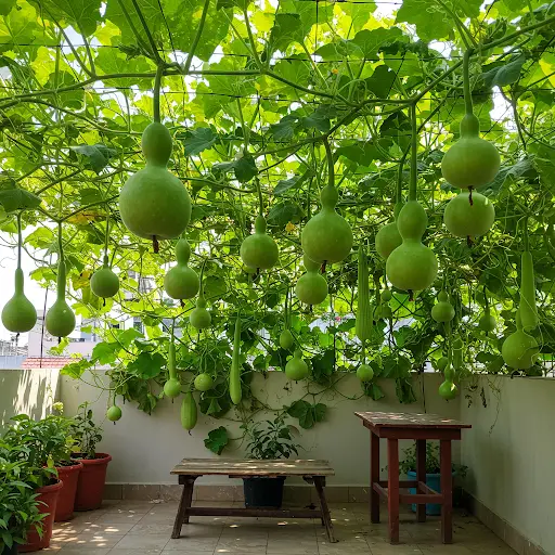 Tips for Growing Organic Bottle Gourd in plastic bottles at Home for ...
