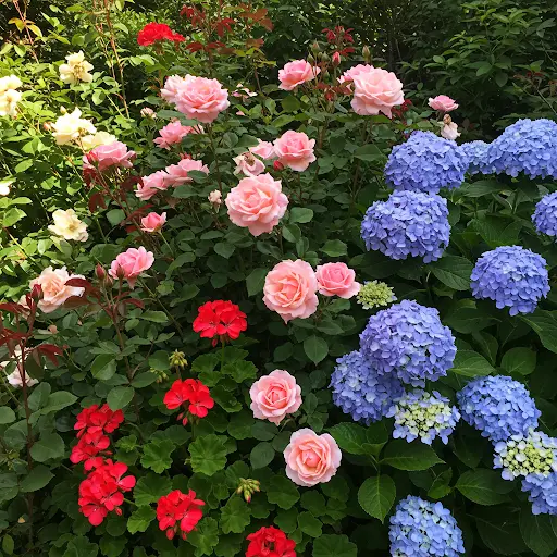 Just 1 Spoon and Your Roses, Geraniums, Hydrangeas, and All Flowers ...
