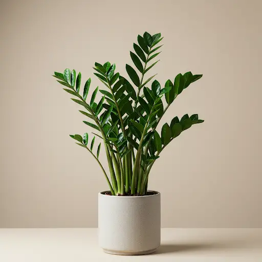 Just 1 Spoonful Will Make Any Weak Plant Thrive and Grow! - Home Garden ...