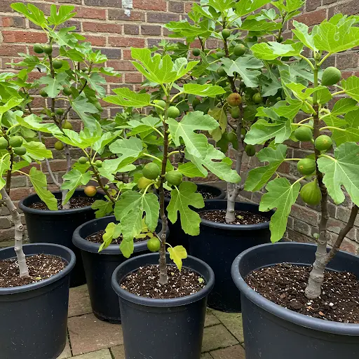 Revealing the secret to growing figs in plastic containers for family ...