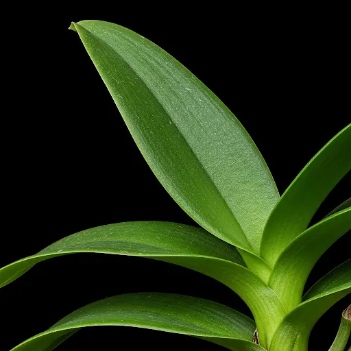 Do This To Orchids, Let It Bloom Abundantly, Vibrant Stiff Leaves And A ...