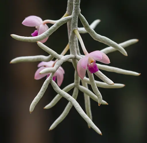 Revive Rootless Orchids With Soft Leaves Quickly With This Way, They ...