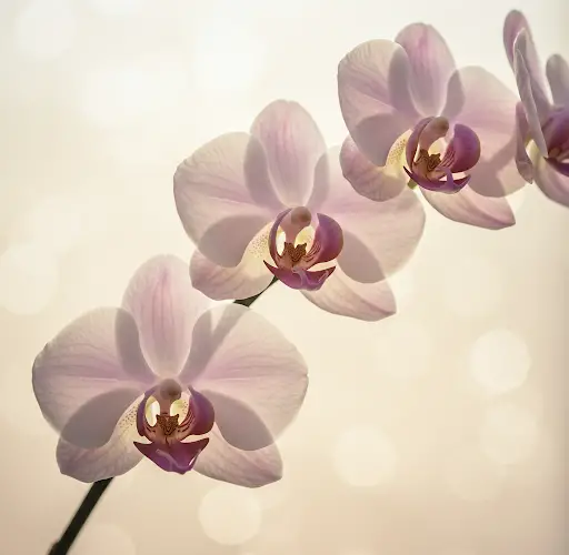 Pruning That Makes Orchid Bloom/How a Fading Orchid Gets Branches From ...