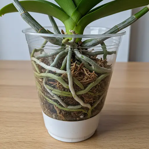 Root Gushed From Rootless Orchid With This Method /Rootless Orchid ...