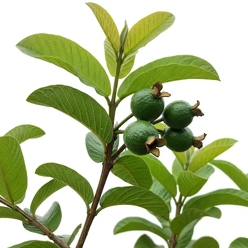The method of propagating guava with coconut & banana for fast rooting ...
