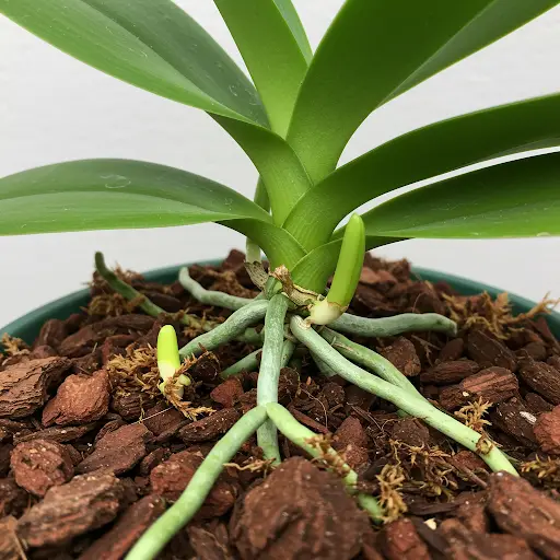 How I propagate orchids from branches in 3 weeks - Home Garden Tips