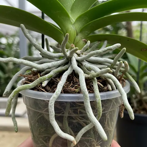 I applied this gel to the orchid roots! Makes old orchids take root as ...