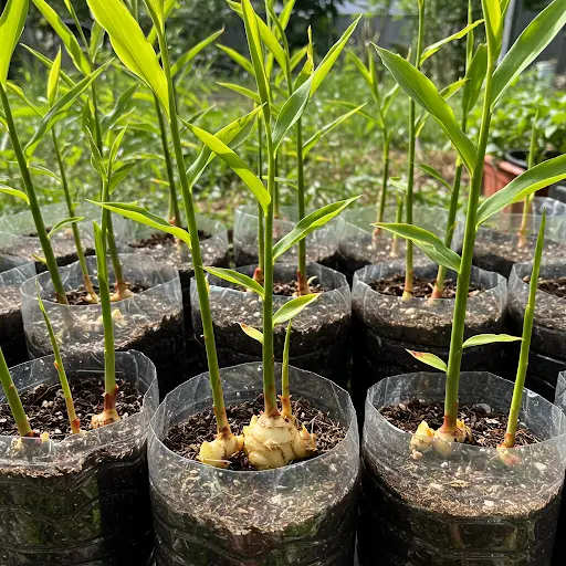 How to grow Ginger in water for beginners, Growing ginger at home ...