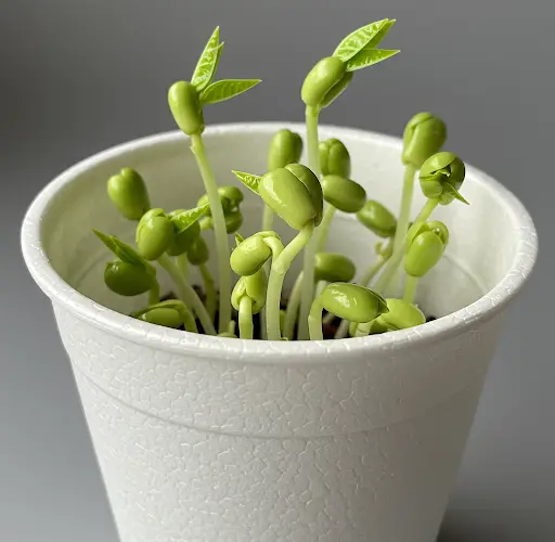 Easy idea | How to grow bean sprouts in Styrofoam Box at home for ...