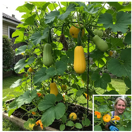 This is how I grow pumpkins squash for my family to eat all year round ...