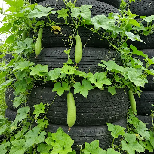 The Best-Kept Secret for Growing Sponge Gourd: Using Old Tires to Get ...
