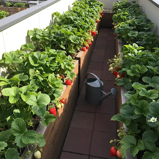 Easy Tips for Growing Strawberries on the Terrace: Get Lots of Sweet ...